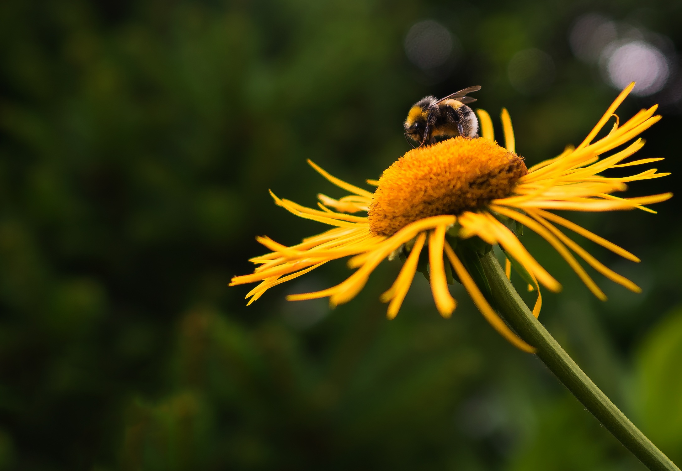 Barnyard Bees