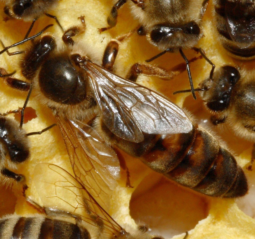 Queen Bee Barnyard Bees